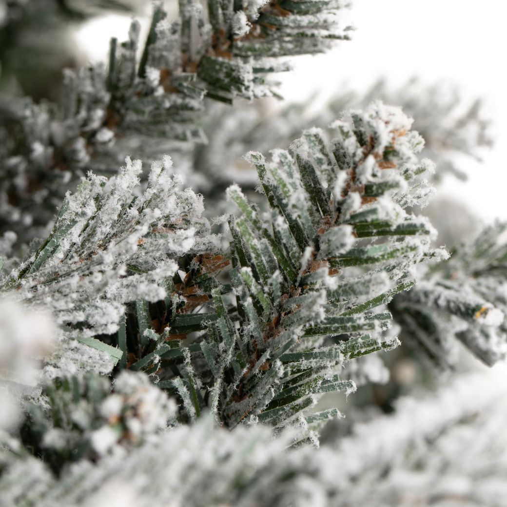 Wreath Blue Spruce Frosted - Papyrus