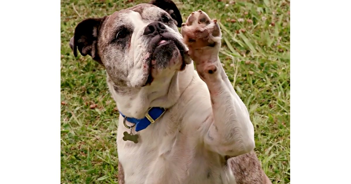 Bulldog High Five
