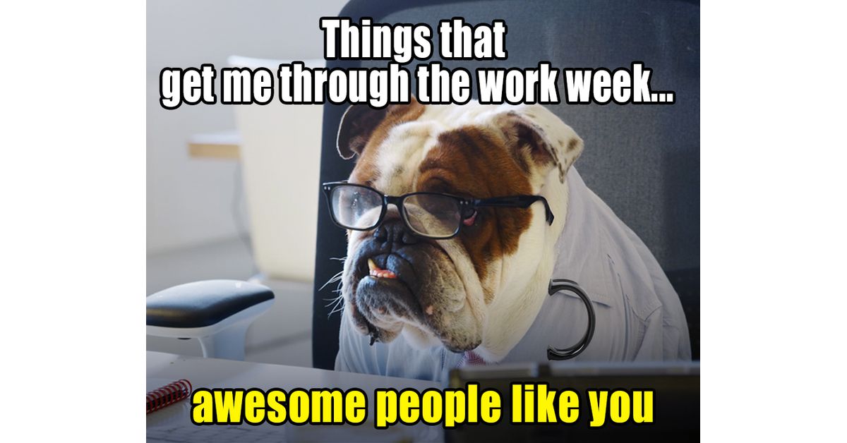 Work Anniversary Meme Dog - Great Work Thanks - Professor Dog | Meme ...